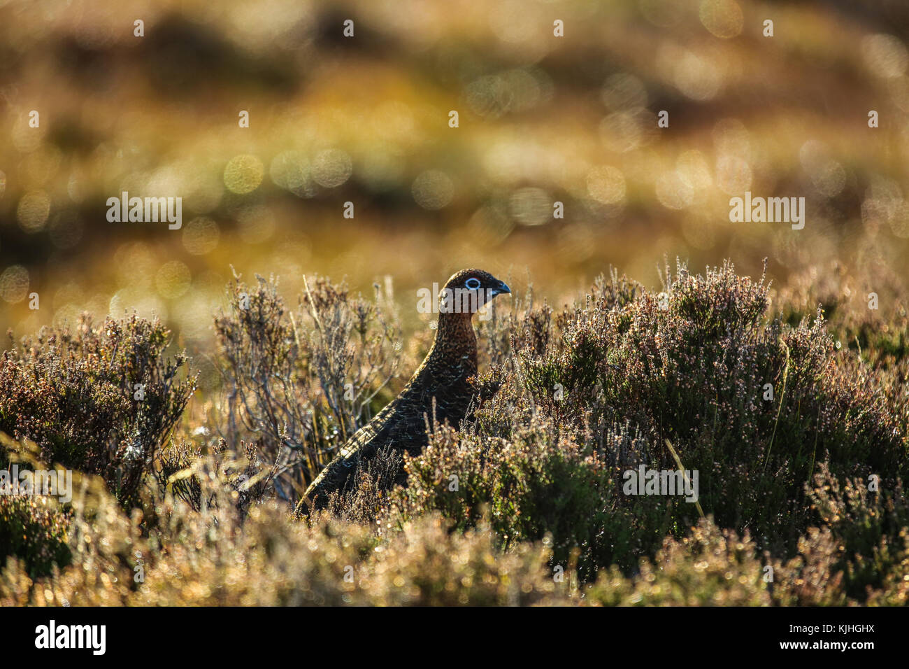 The Famous Red Grouse Stock Photo - Alamy
