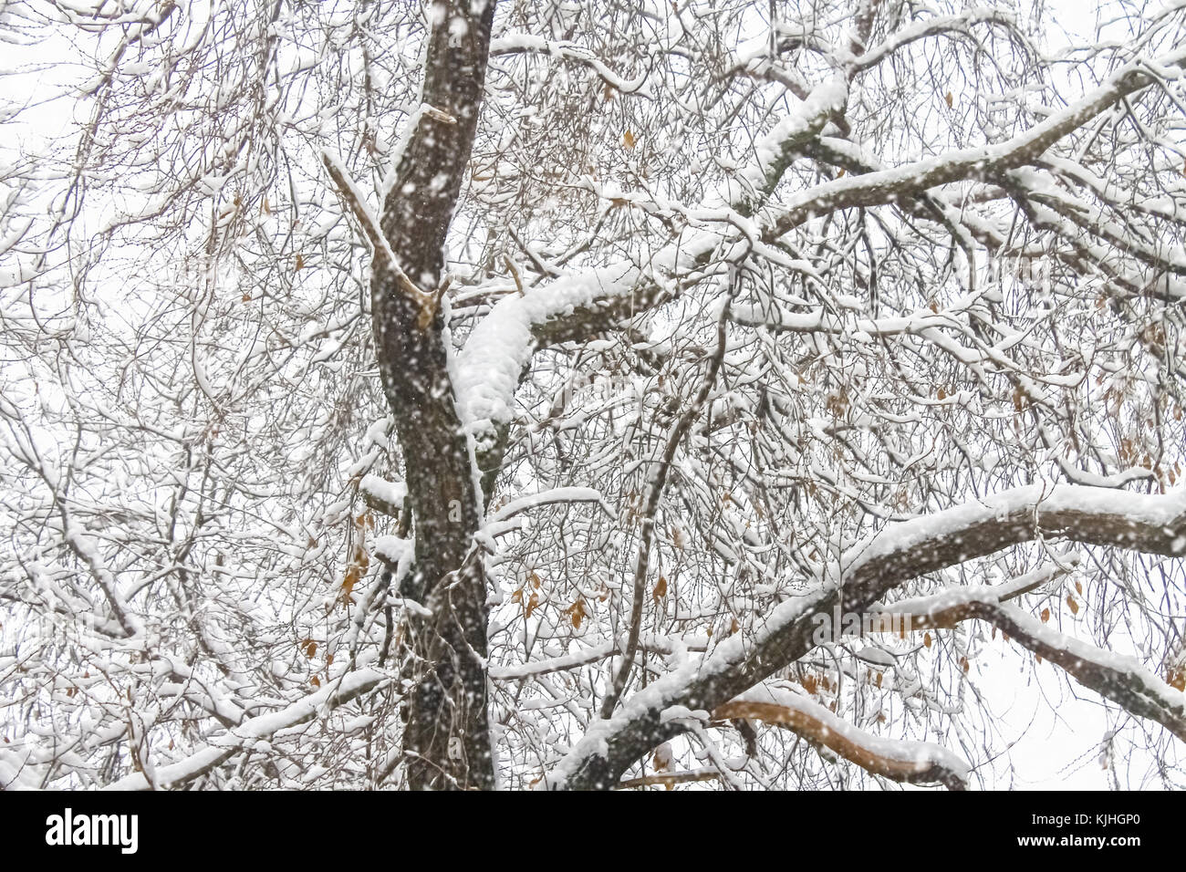 First snow. Snow flakes in the air. White branches on the trees. Winter ...