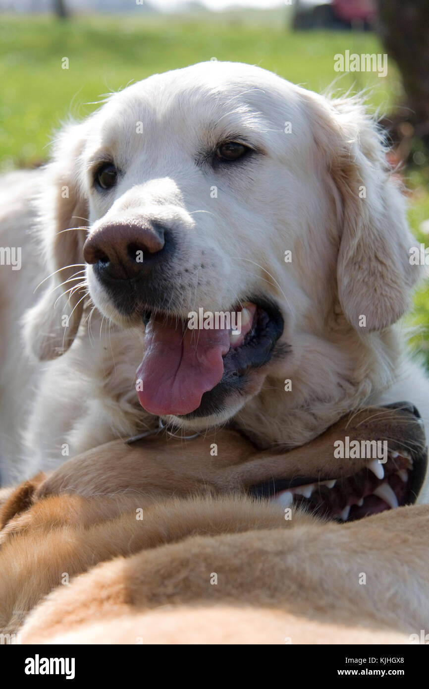 White labrador retriever playing with yellow labrador Stock Photo - Alamy