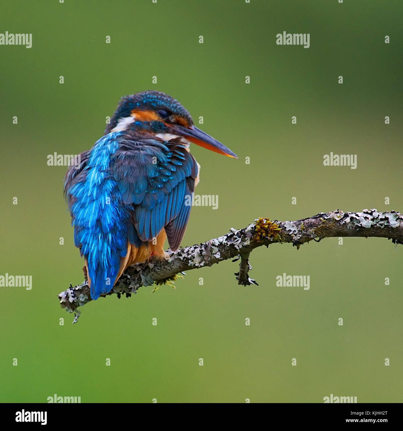 Common kingfisher hi-res stock photography and images - Alamy