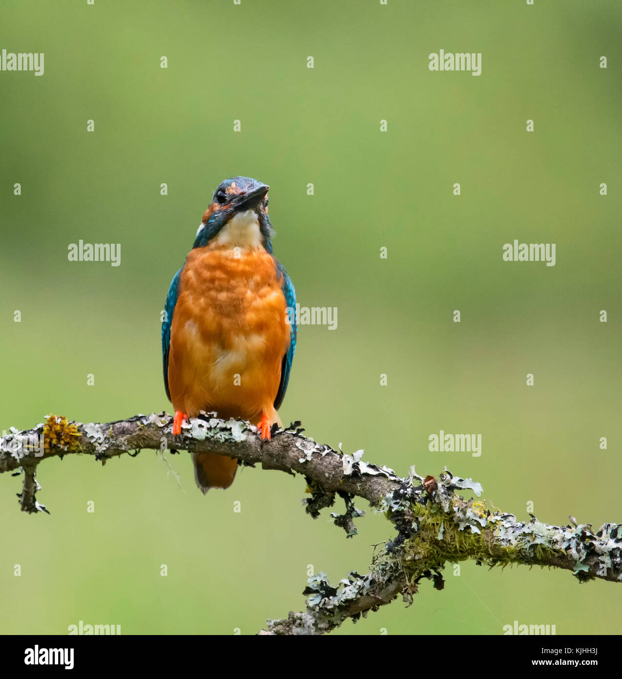 Fish in beak shaking fish hi-res stock photography and images - Alamy
