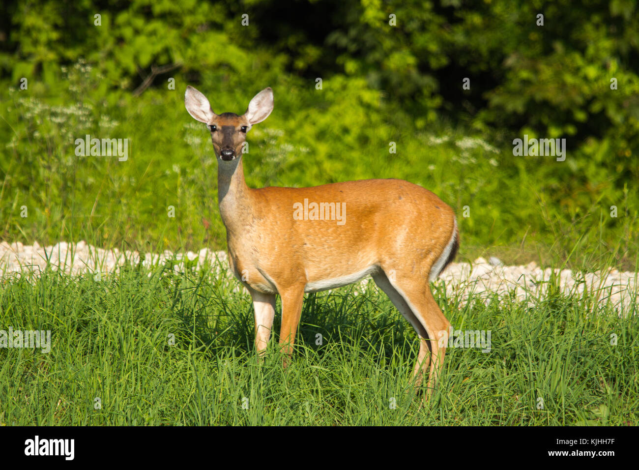 Whitetail doe hi-res stock photography and images - Alamy