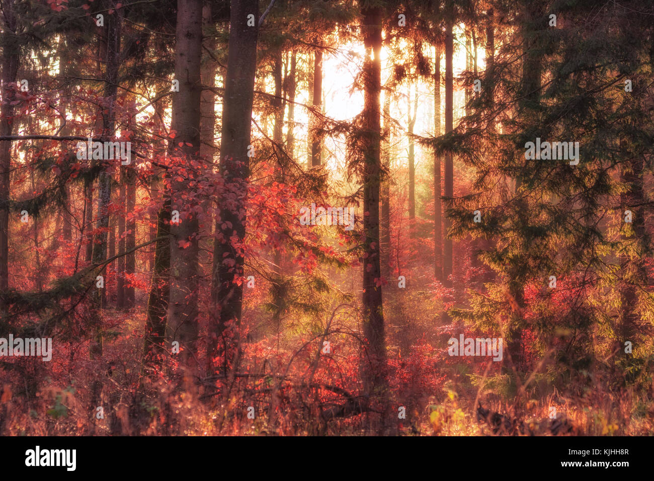 Deep, misty forest in southern Germany at late autumn. Fantasy ...