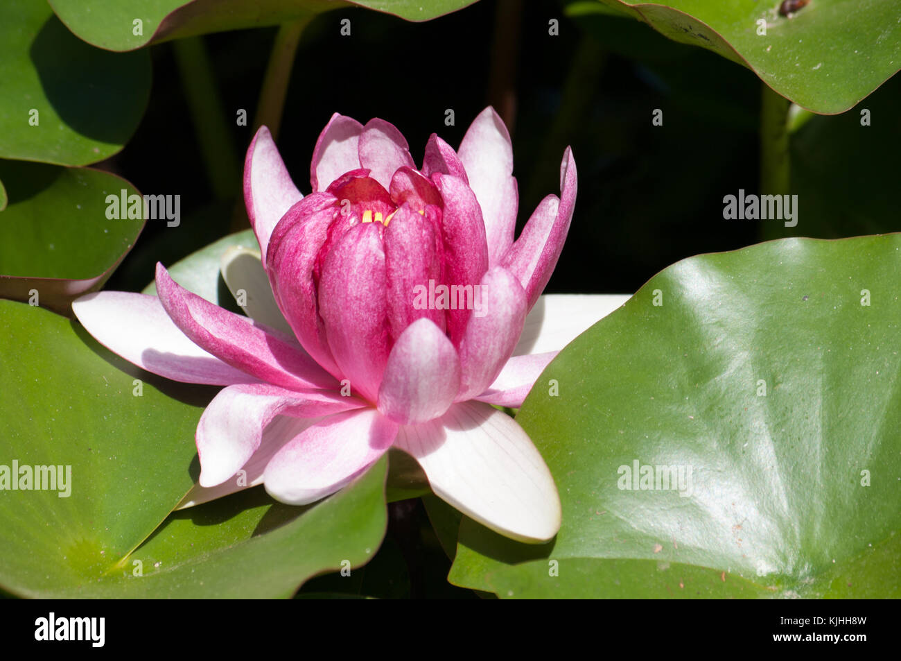 Lotus Water Lily Stock Photo - Alamy