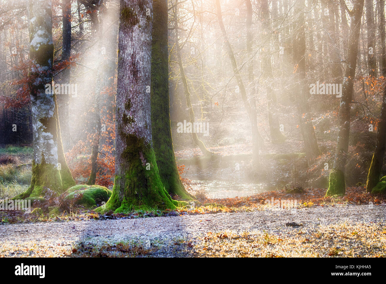 Rays of sunlight in a misty forest at late autumn. Fantasy background ...