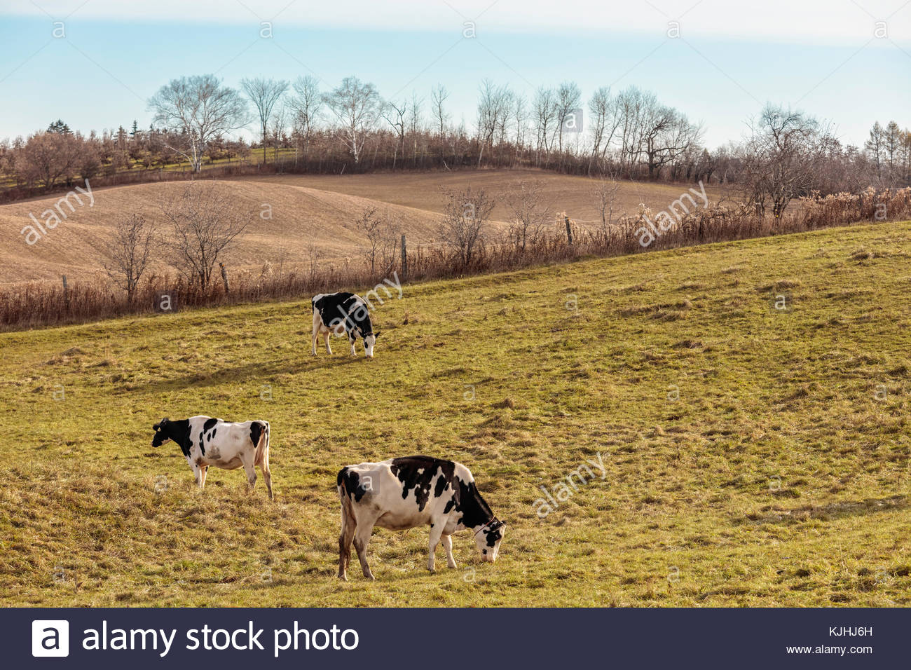 Dairy Cattle Field High Resolution Stock Photography and Images - Alamy