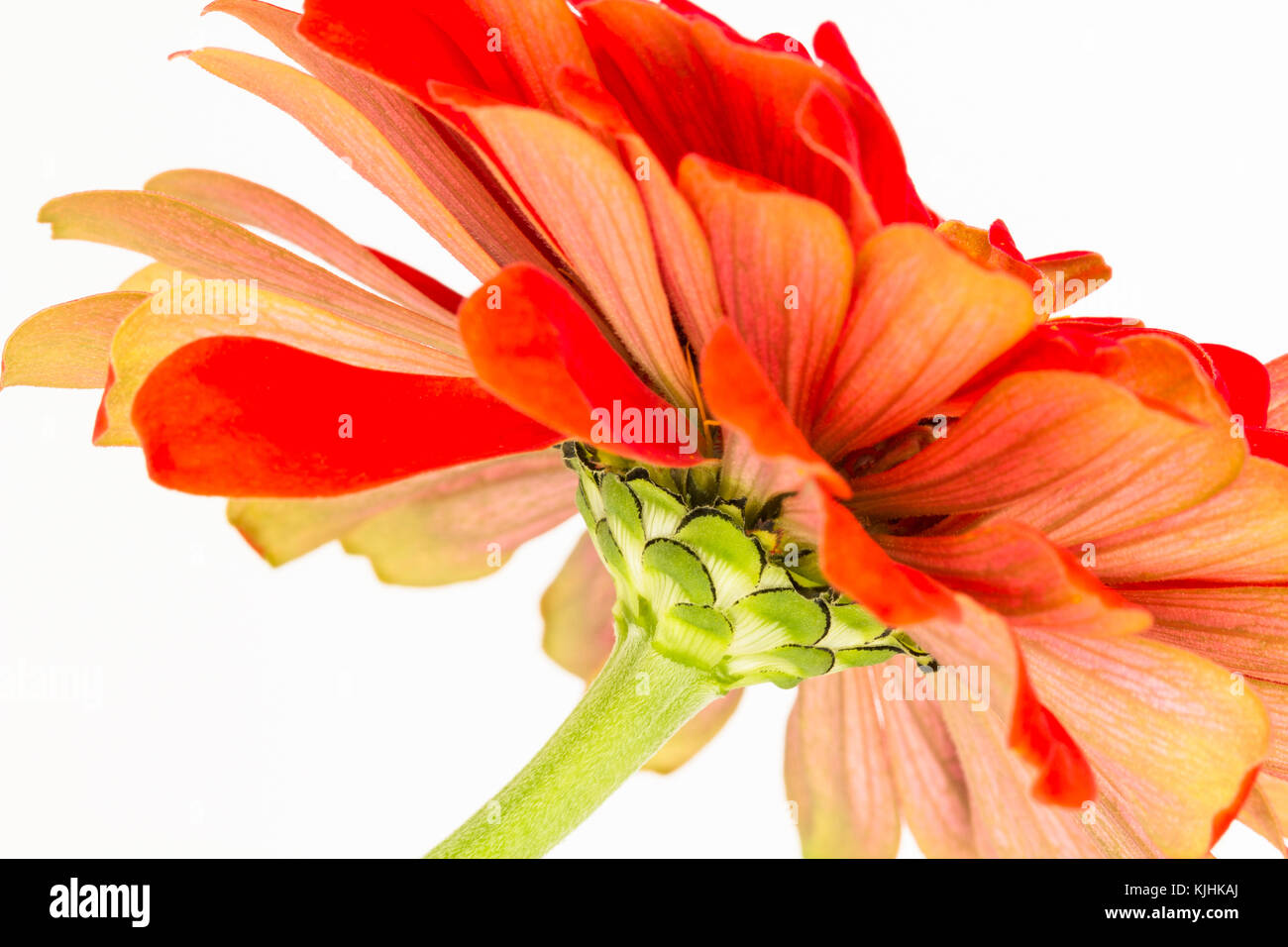 Close up under side view of orange red Zinnia elegans, place on ...