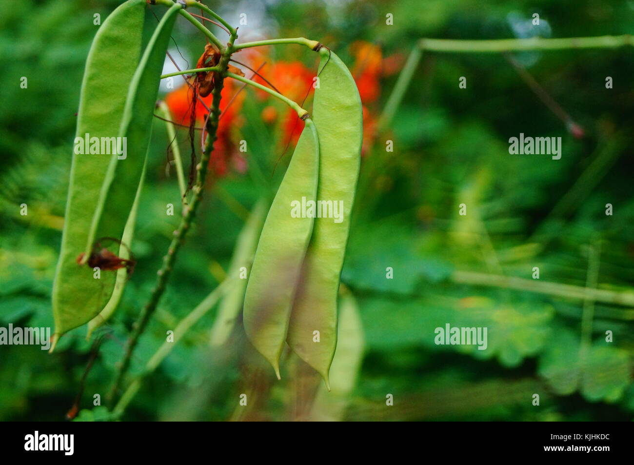 Fruit pods of phoenix flowers and trees Stock Photo - Alamy