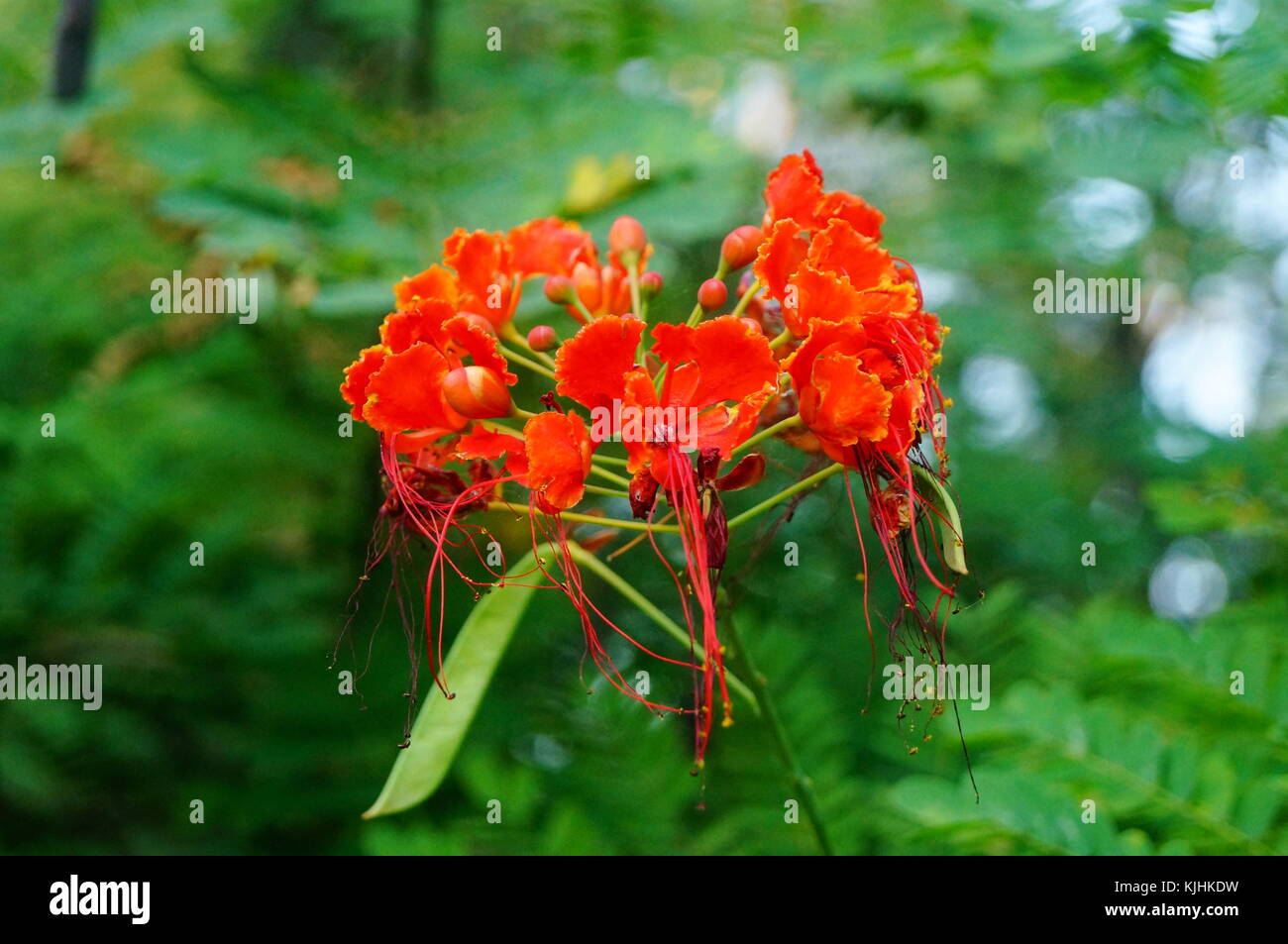 Phoenix flowers hi-res stock photography and images - Alamy