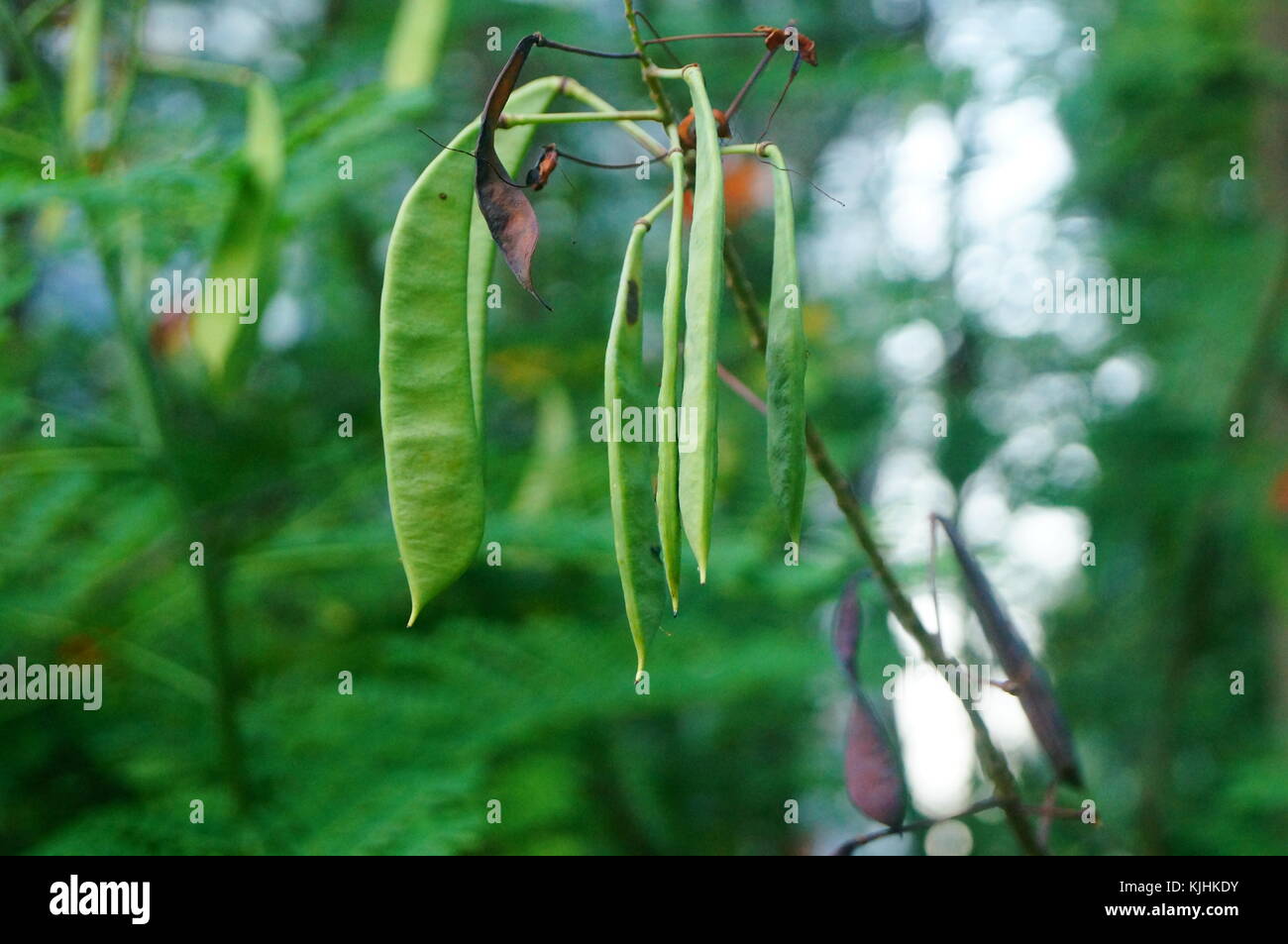 Fruit pods of phoenix flowers and trees Stock Photo - Alamy