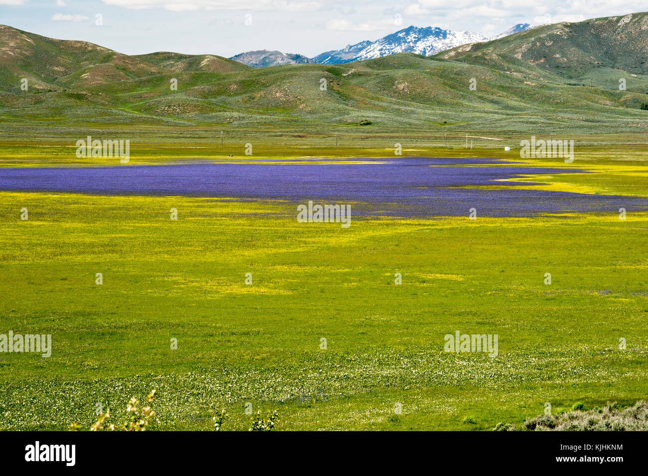 Camas Meadow in Elmore County, Idaho Stock Photo - Alamy