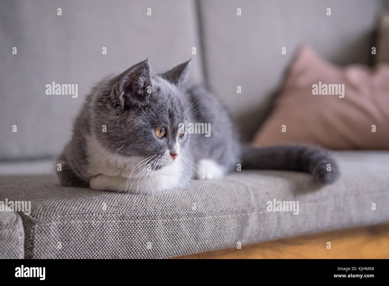 Cute gray kitten, indoor shot Stock Photo - Alamy