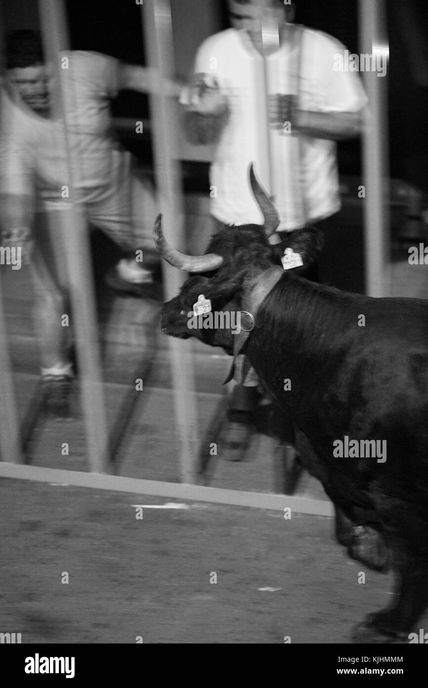 Bull running fiesta tradition hi-res stock photography and images - Alamy