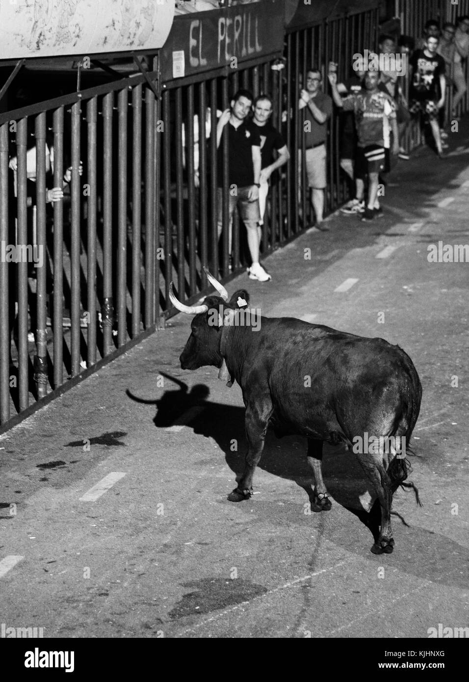 Bull running spain Black and White Stock Photos & Images - Alamy
