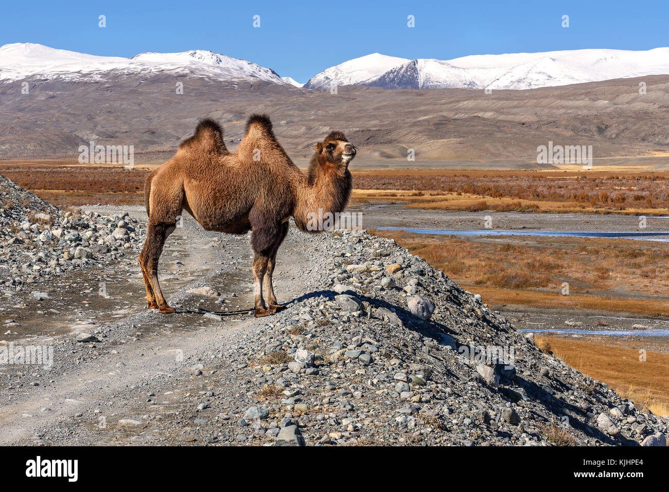 A beautiful brown camel stands on a gravel road against a background of ...