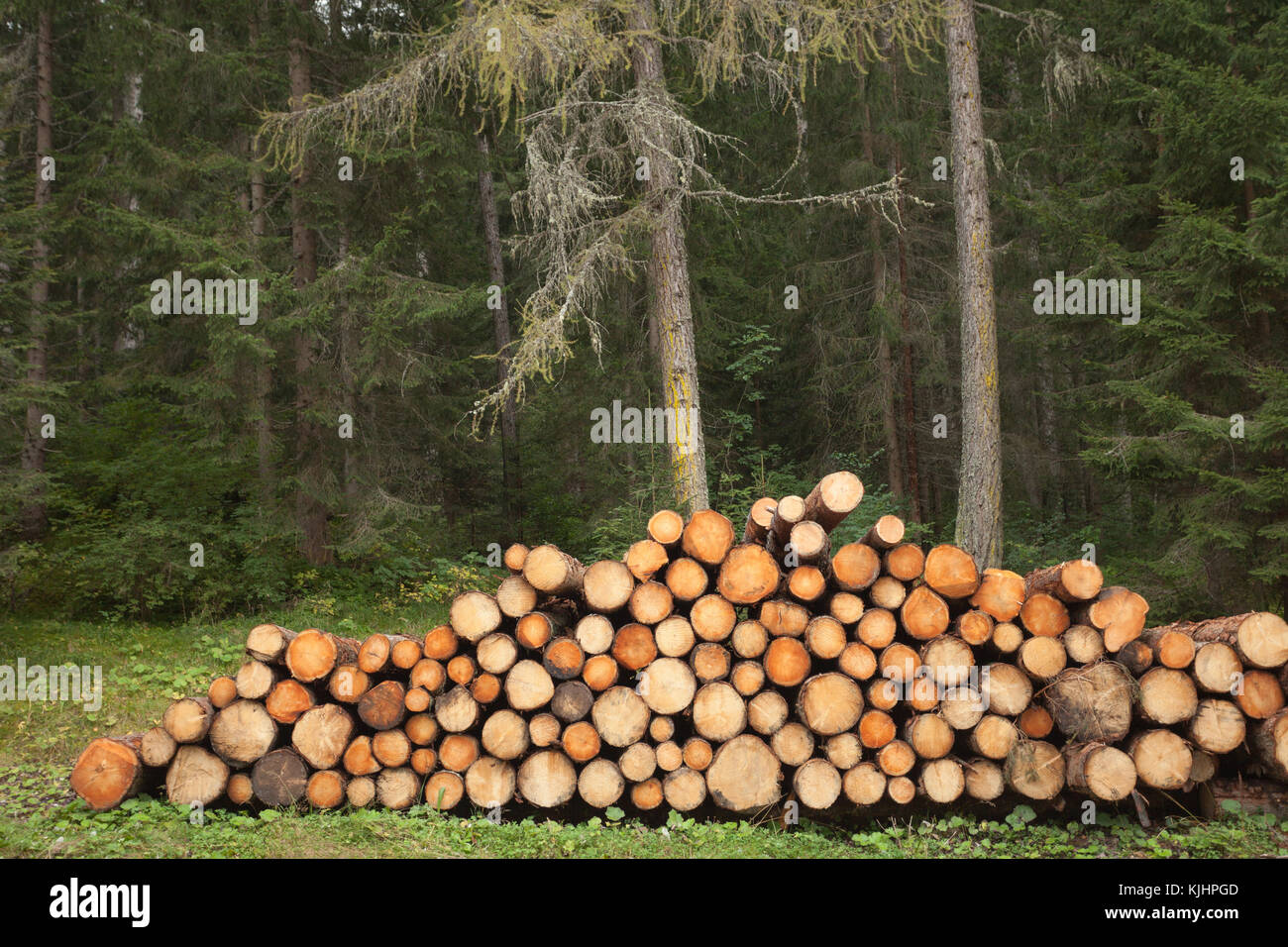 cut pine tree inside an Italian forest. Cross section of a young pine ...