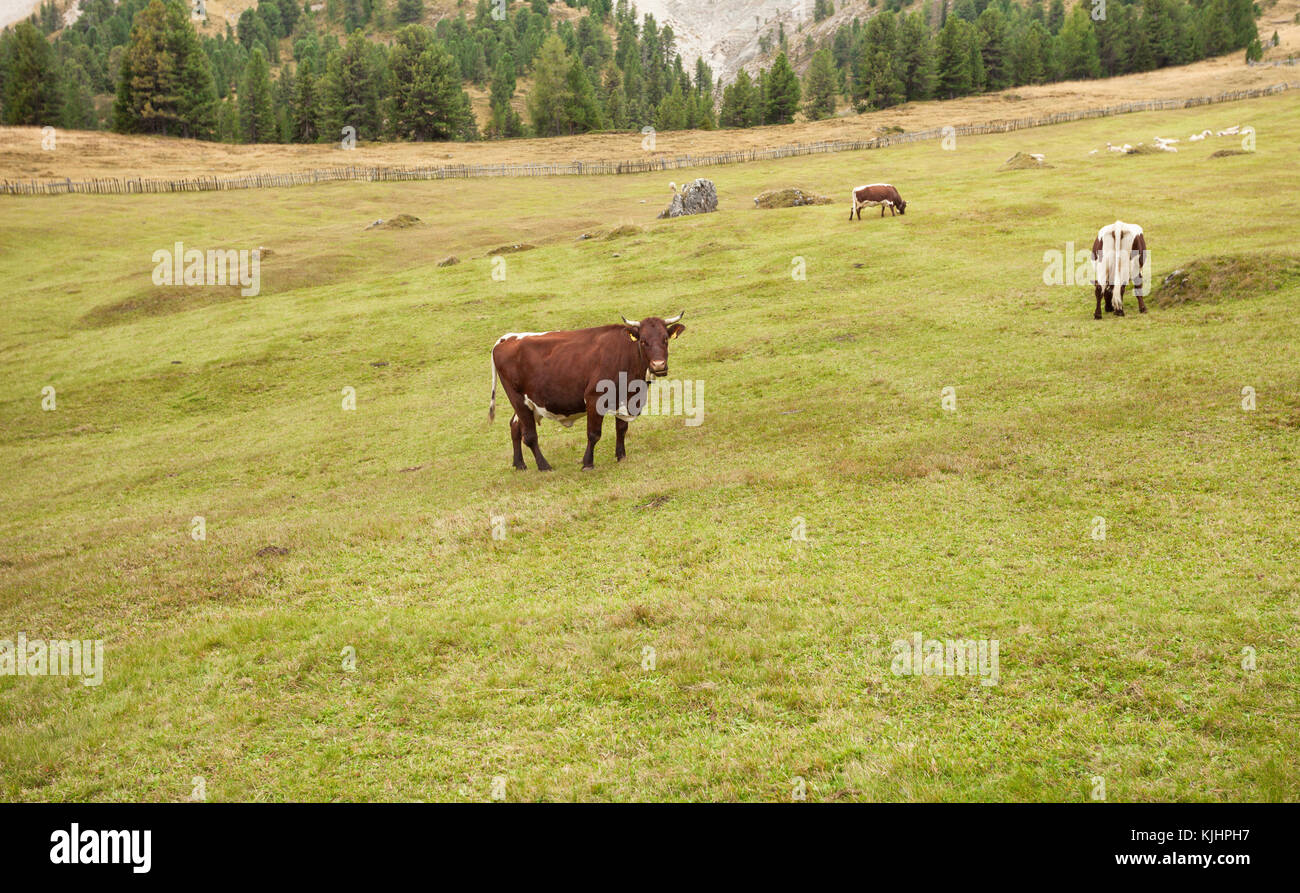 some cows in a pasture in Val di Funes in Italy Stock Photo - Alamy