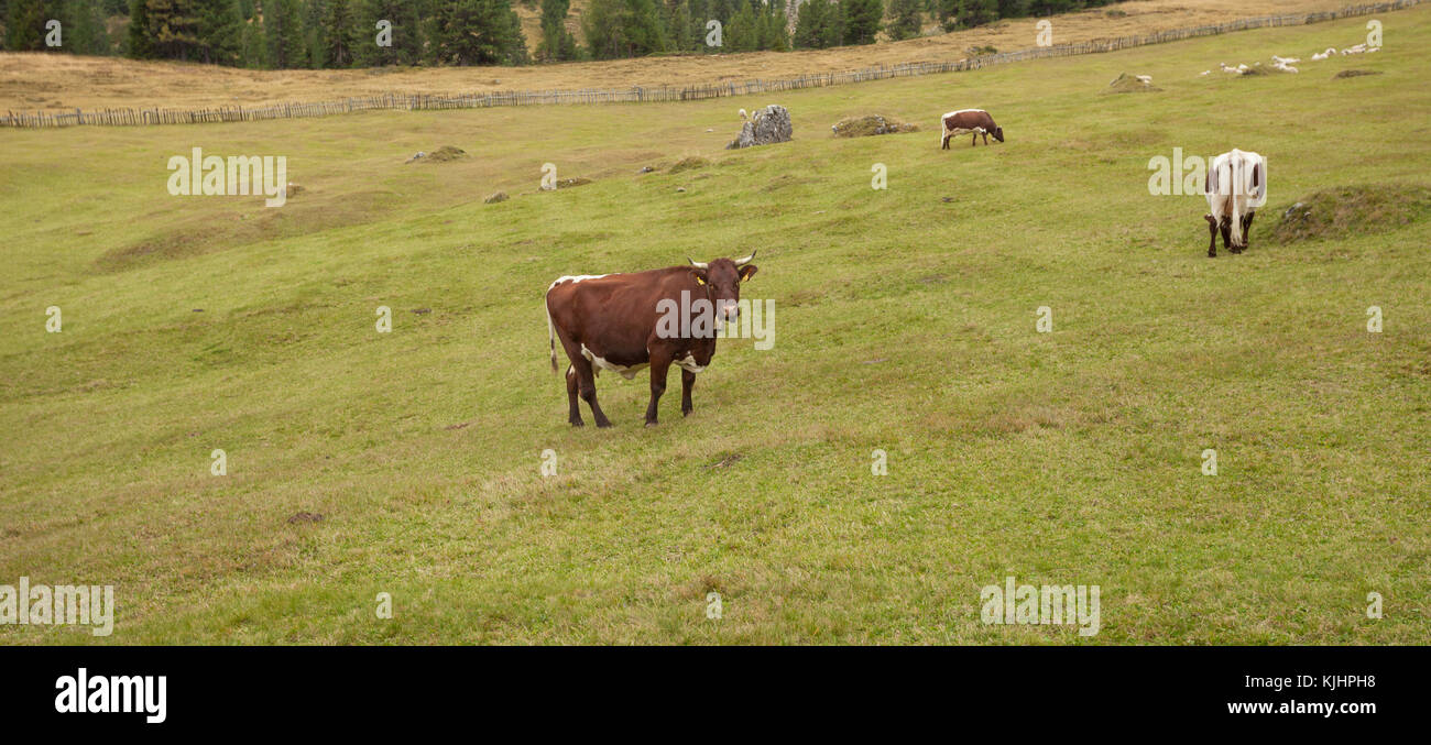 some cows in a pasture in Val di Funes in Italy Stock Photo - Alamy