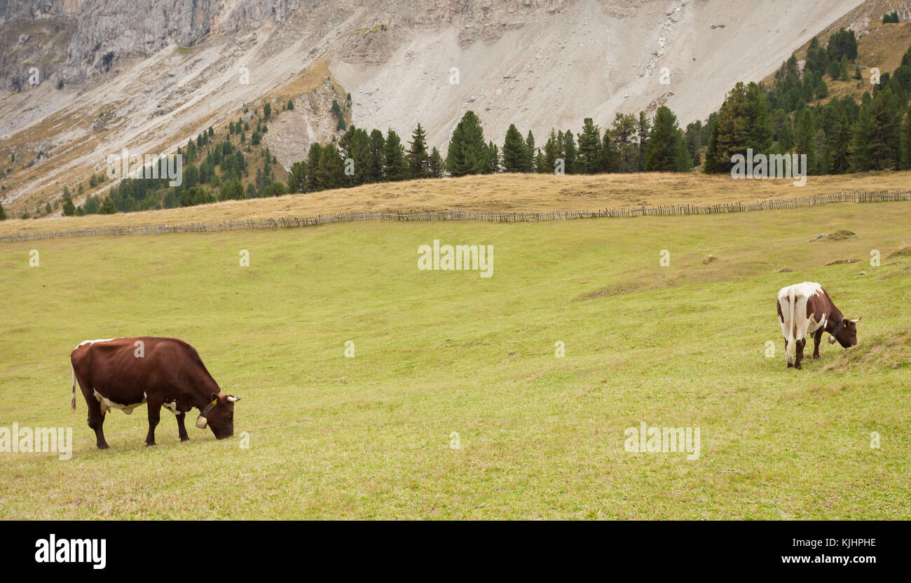 some cows in a pasture in Val di Funes in Italy Stock Photo - Alamy