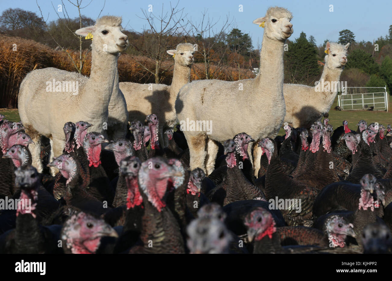 Kings coppice farm hi-res stock photography and images - Alamy