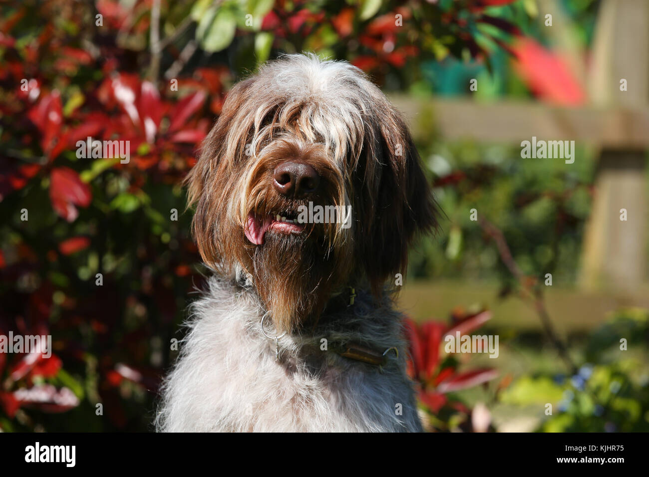 Griffon korthals hi-res stock photography and images - Alamy