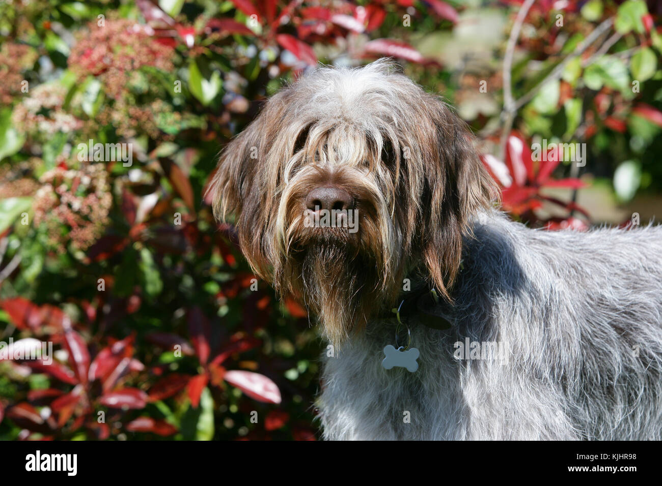 Wire haired pointing griffon hi-res stock photography and images - Alamy