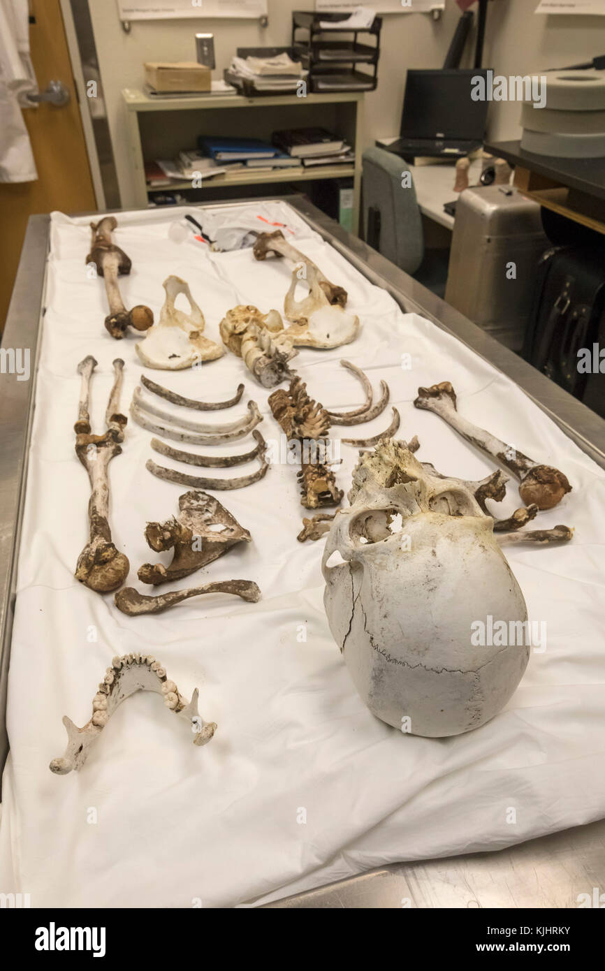 Tucson, Arizona - The skeleton of an unidentified migrant who died ...