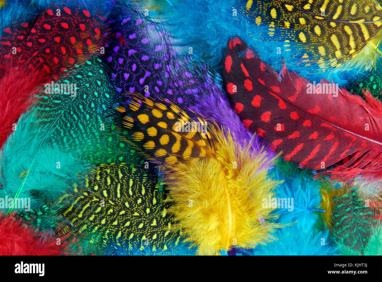 Feather color colorful hi-res stock photography and images - Alamy