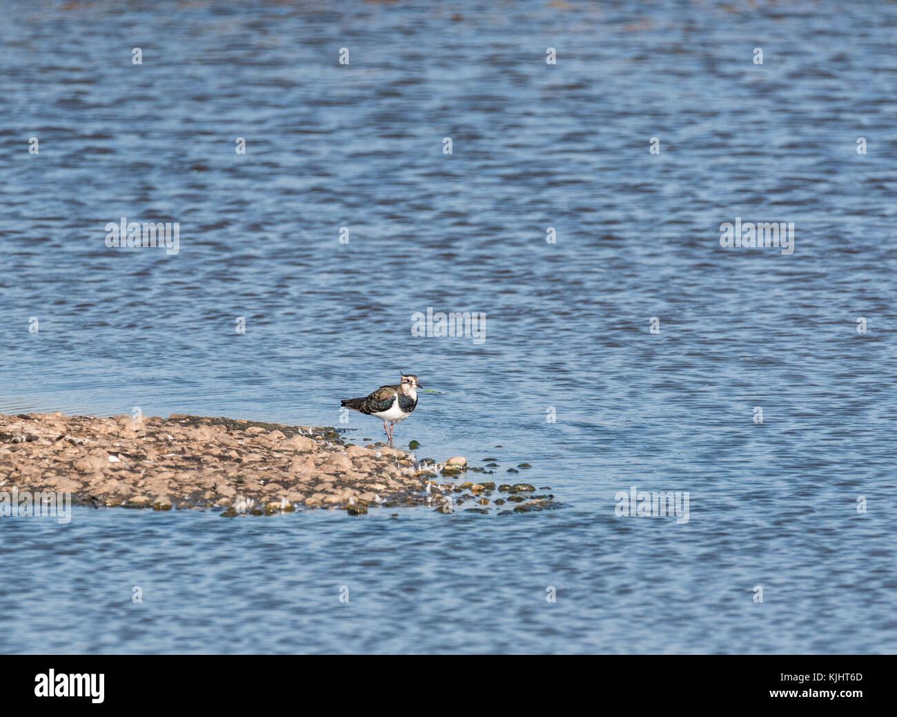 Lapwing farm uk hi-res stock photography and images - Alamy