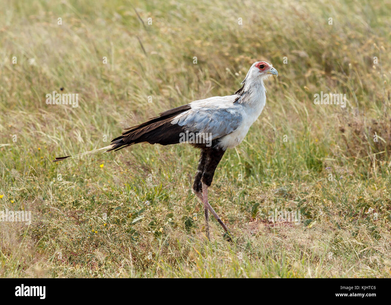 Secretary bird hi-res stock photography and images - Alamy