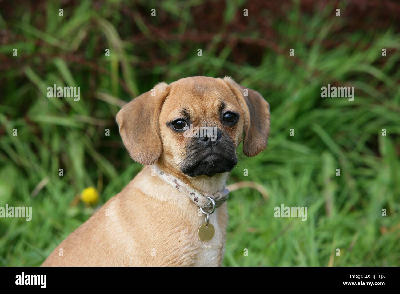 Old puggle hi-res stock photography and images - Alamy