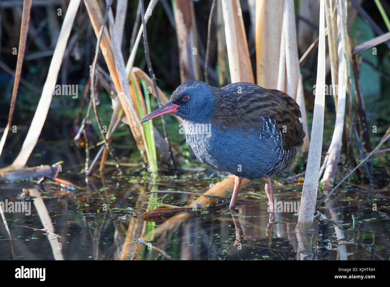 Close-up wild UK water rail bird (Rallus aquaticus) isolated in shallow ...