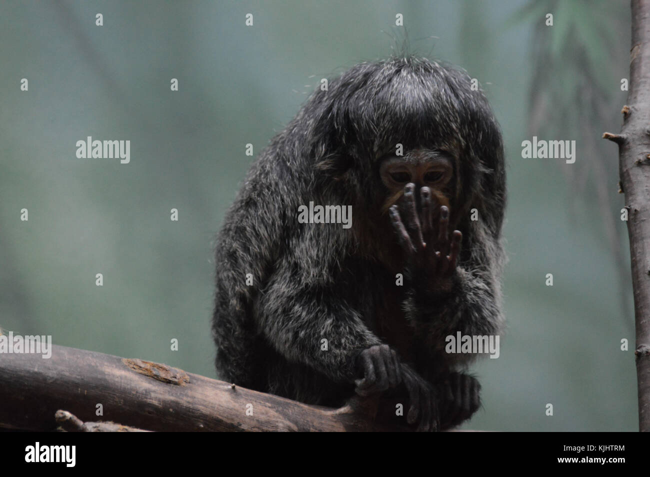 Monkey hand hi-res stock photography and images - Alamy
