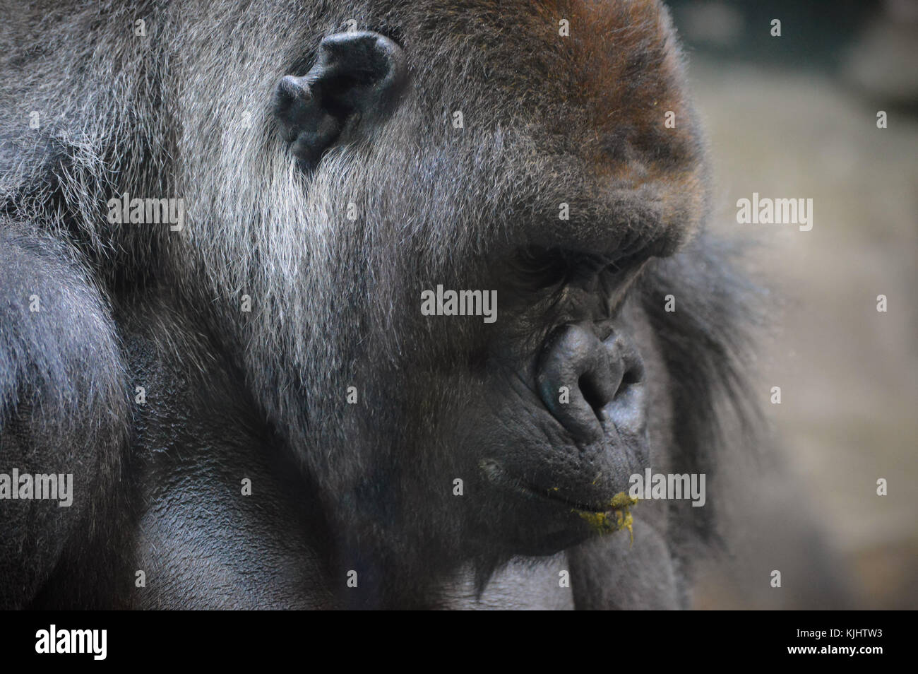 Gorilla head and shoulders hi-res stock photography and images - Alamy