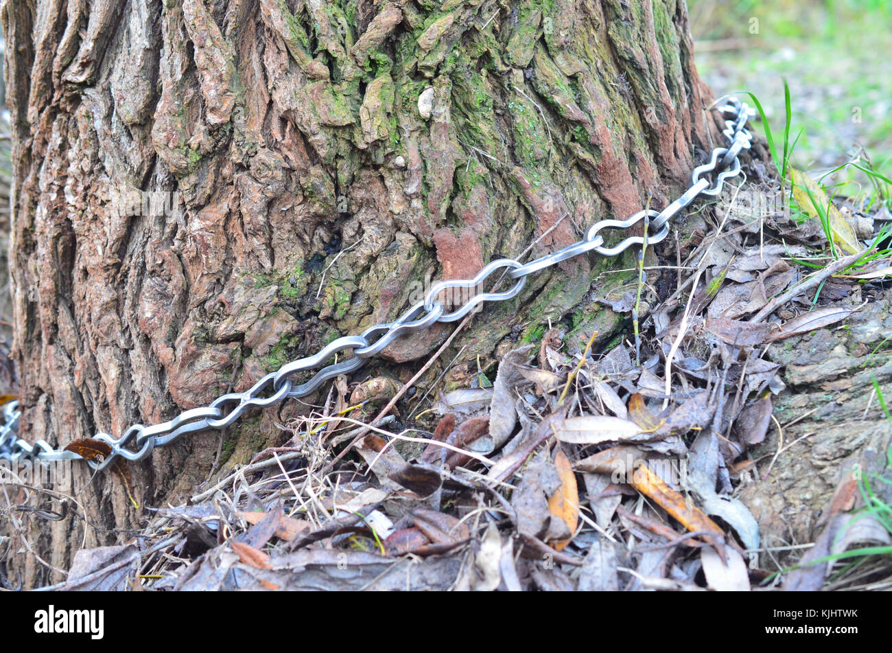 A metal chain around the tree trunk Stock Photo - Alamy