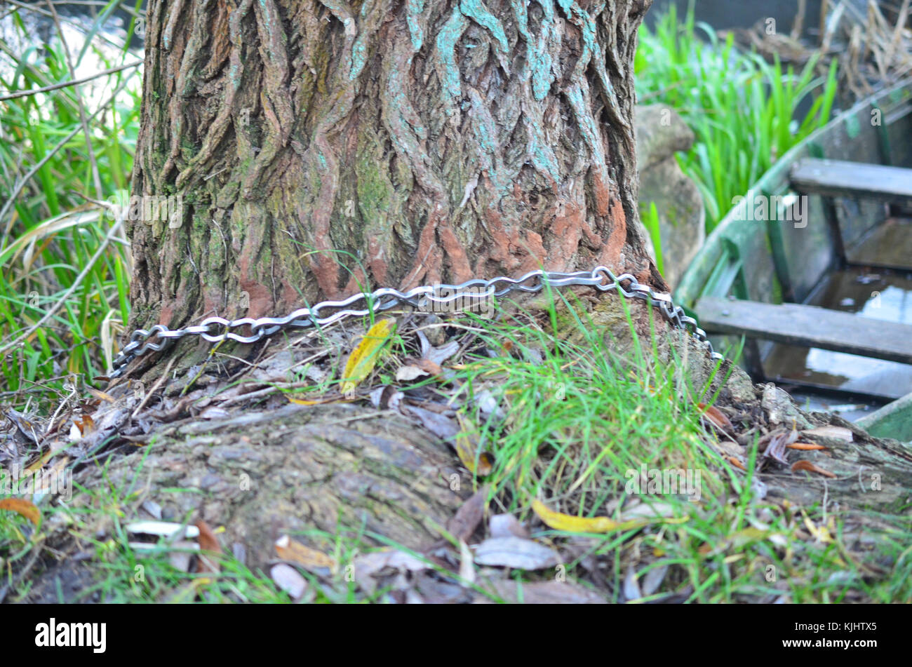 The old boat is tied to a tree trunk by a chain Stock Photo - Alamy