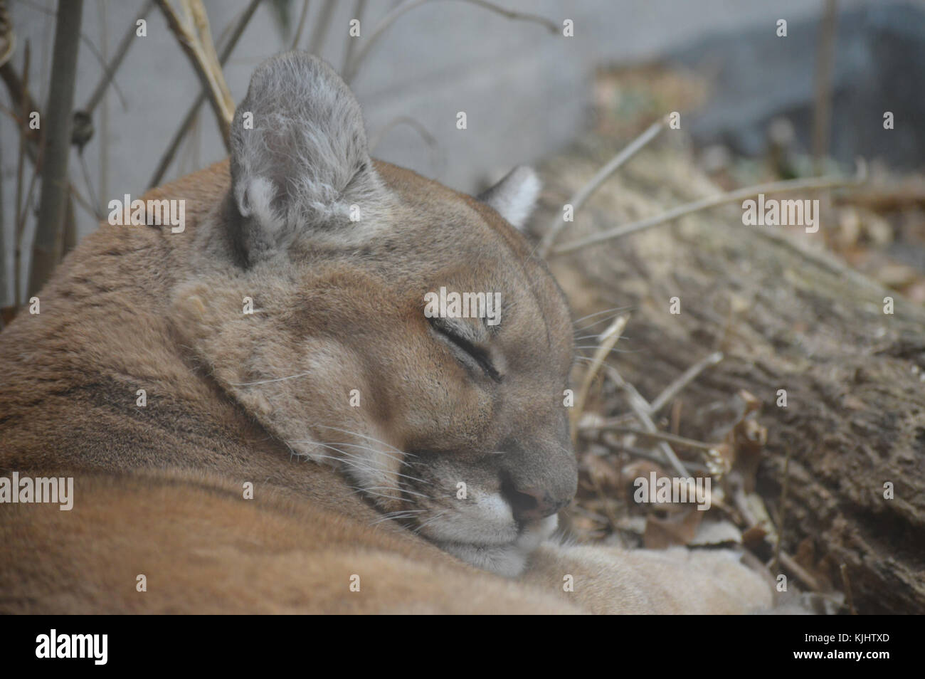Sleeping Cougar Stock Photos & Sleeping Cougar Stock Images - Alamy