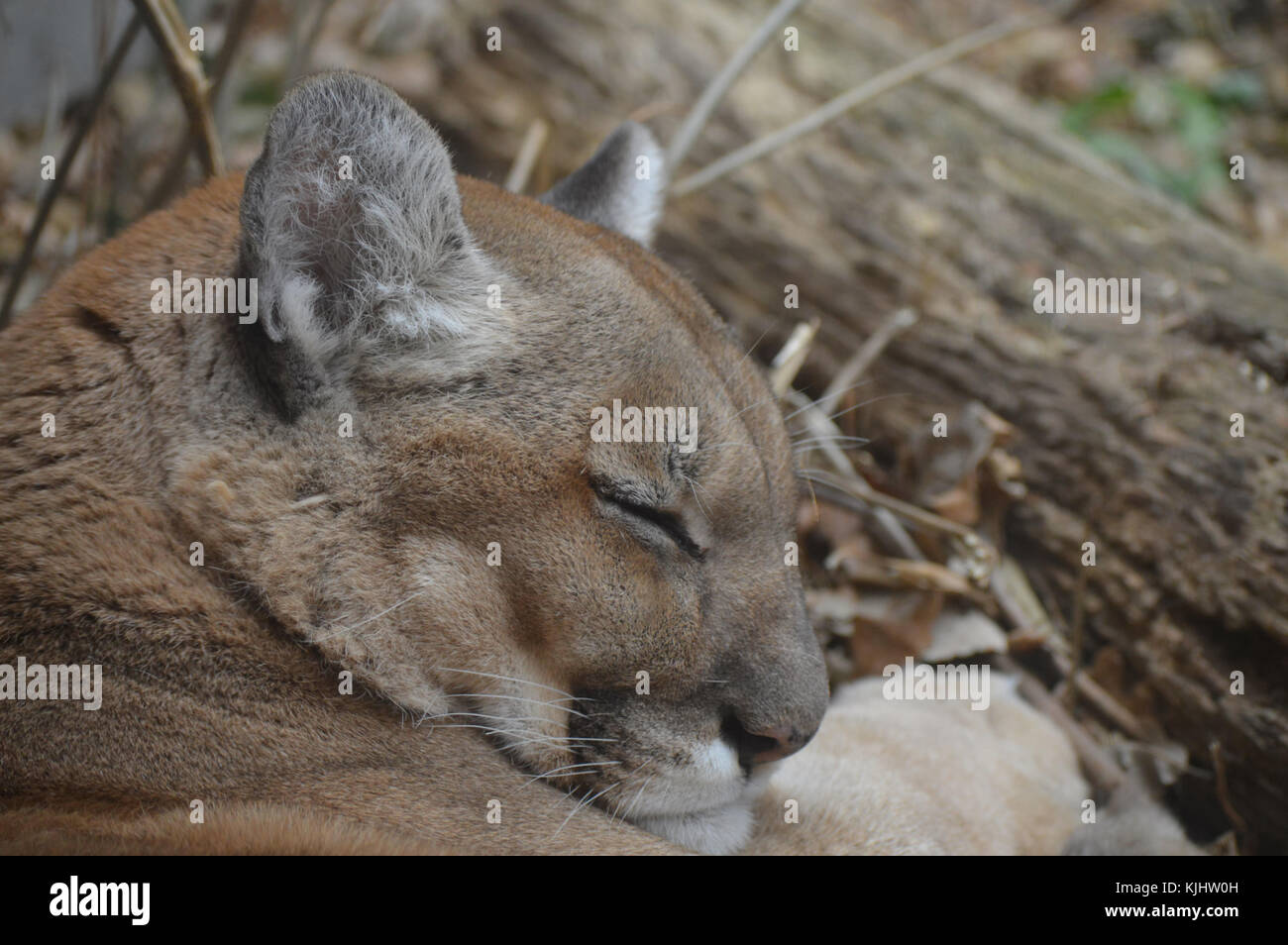 Sleeping Cougar Stock Photos & Sleeping Cougar Stock Images - Alamy