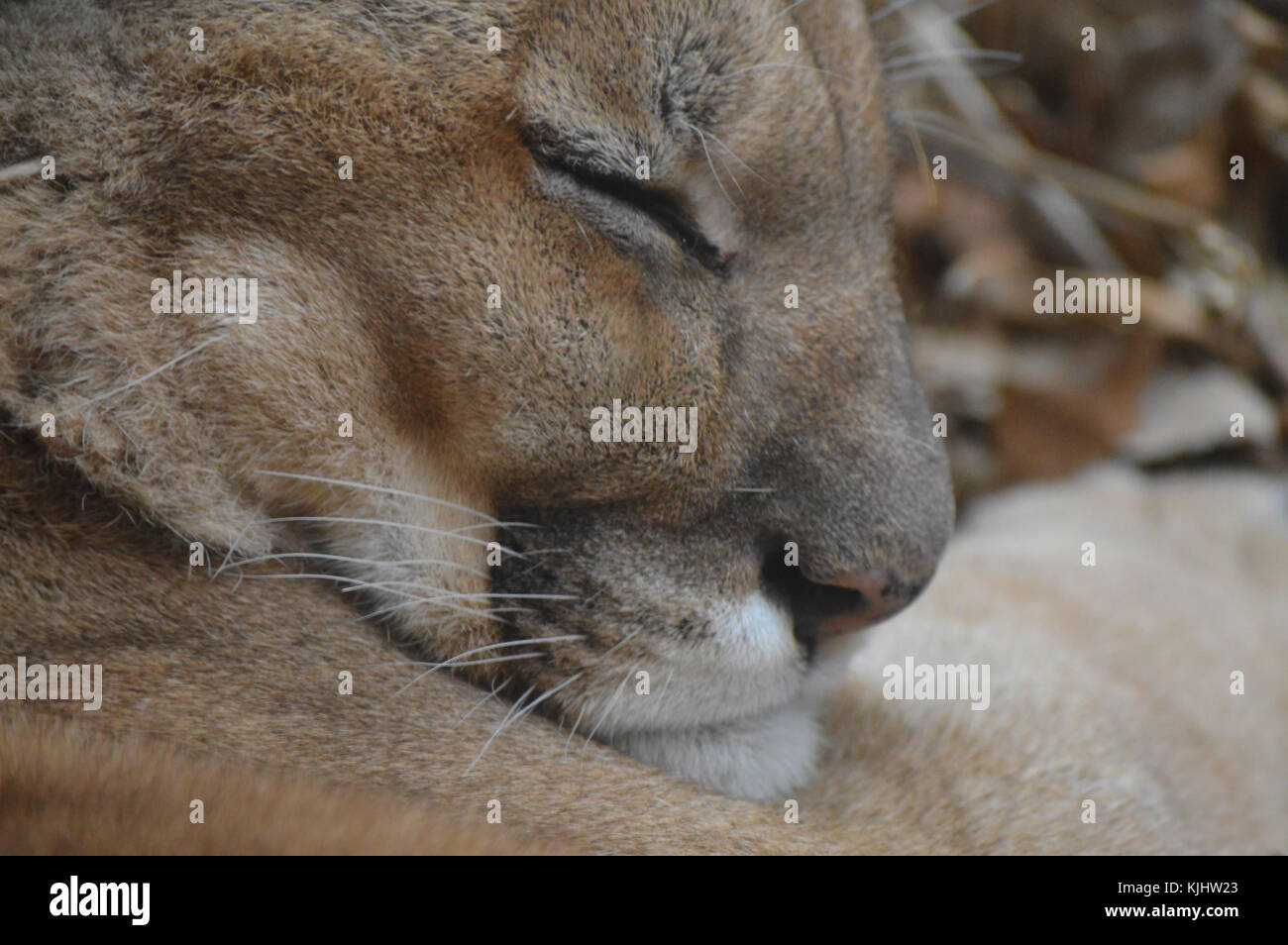 Sleeping Puma High Resolution Stock Photography and Images - Alamy