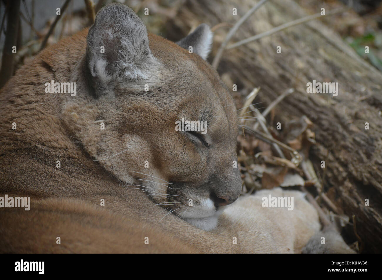Sleeping Cougar Stock Photos & Sleeping Cougar Stock Images - Alamy