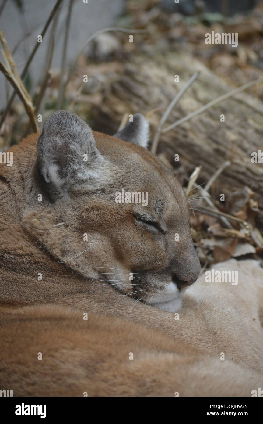Sleeping cougar hi-res stock photography and images - Alamy