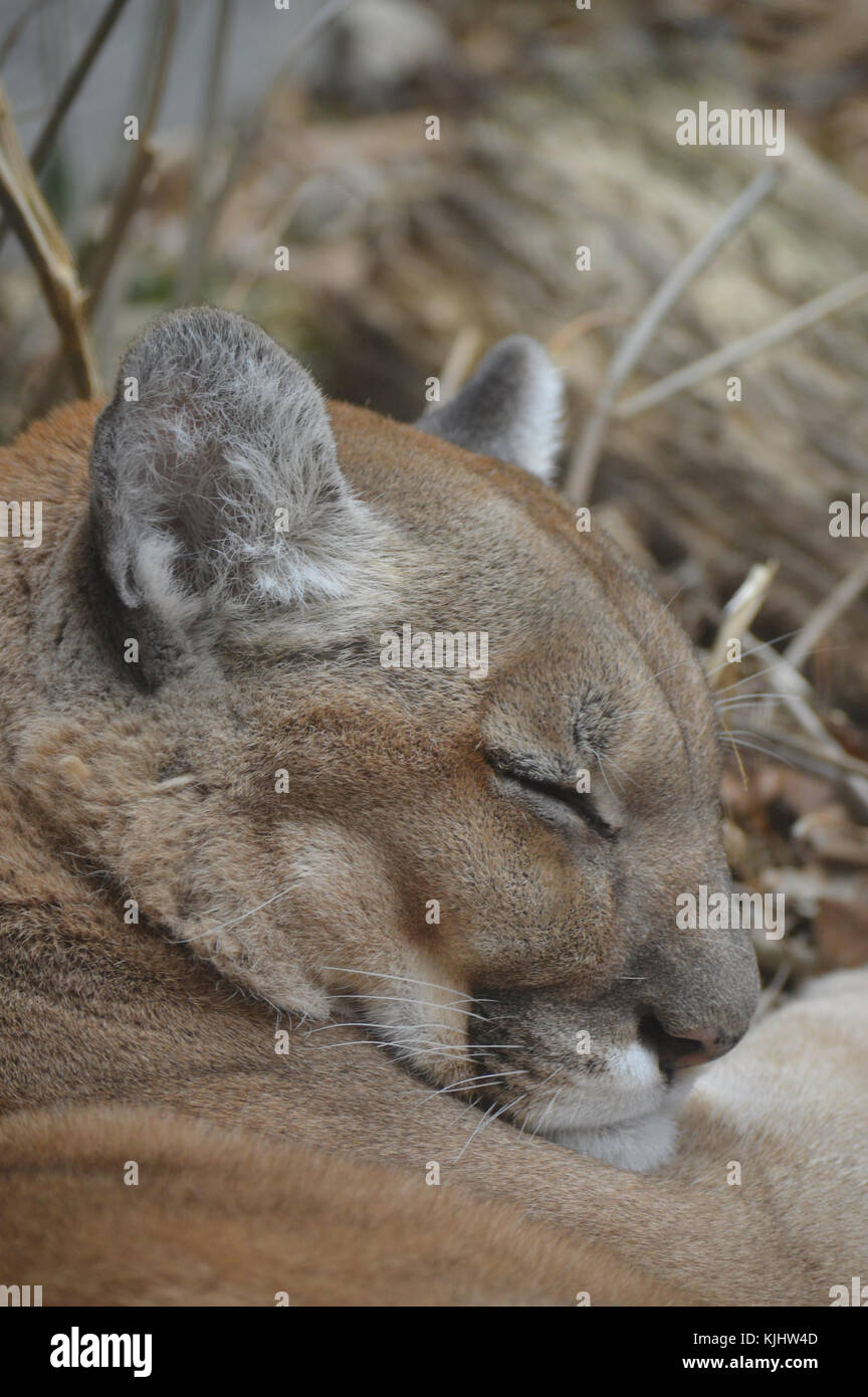 Sleeping Cougar Stock Photos & Sleeping Cougar Stock Images - Alamy