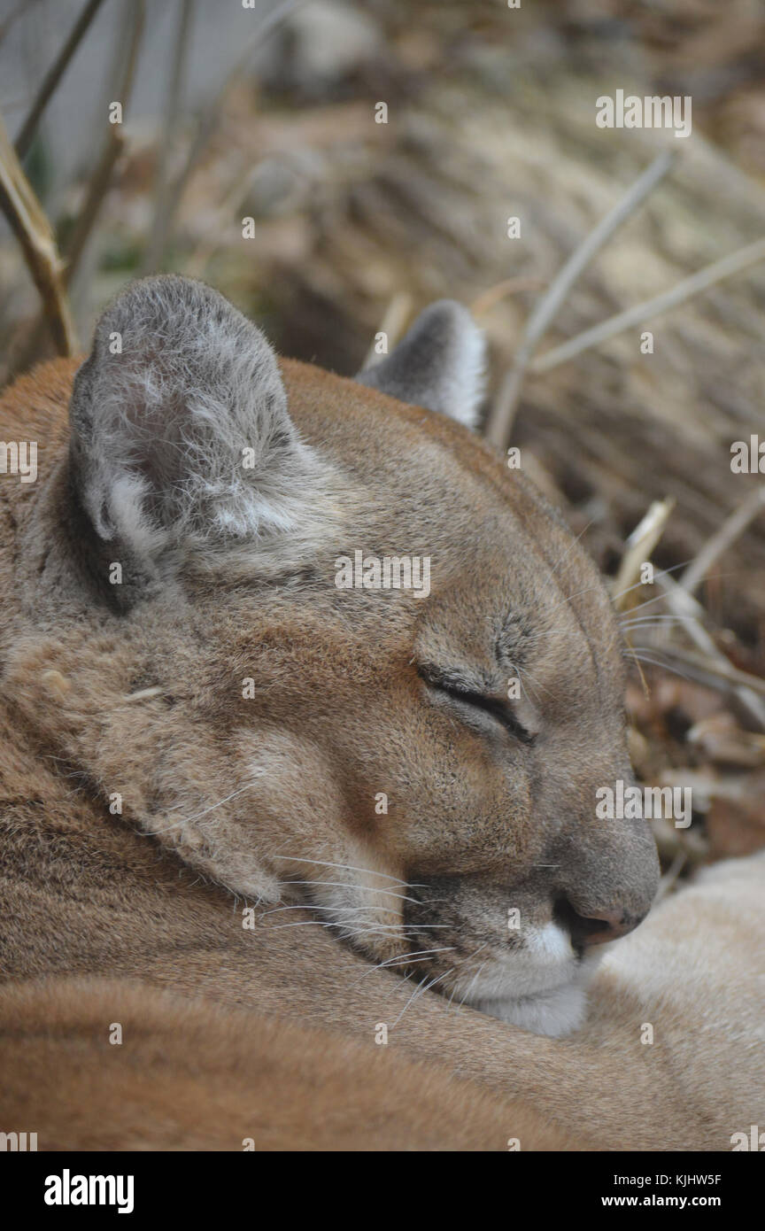 Sleeping Puma High Resolution Stock Photography and Images - Alamy
