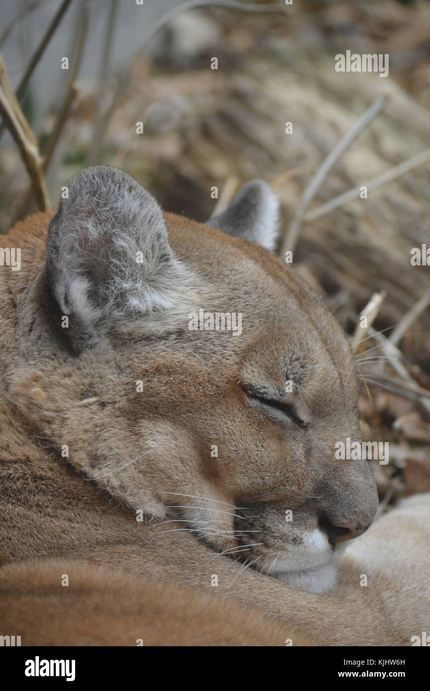 Sleeping Cougar Stock Photos & Sleeping Cougar Stock Images - Alamy