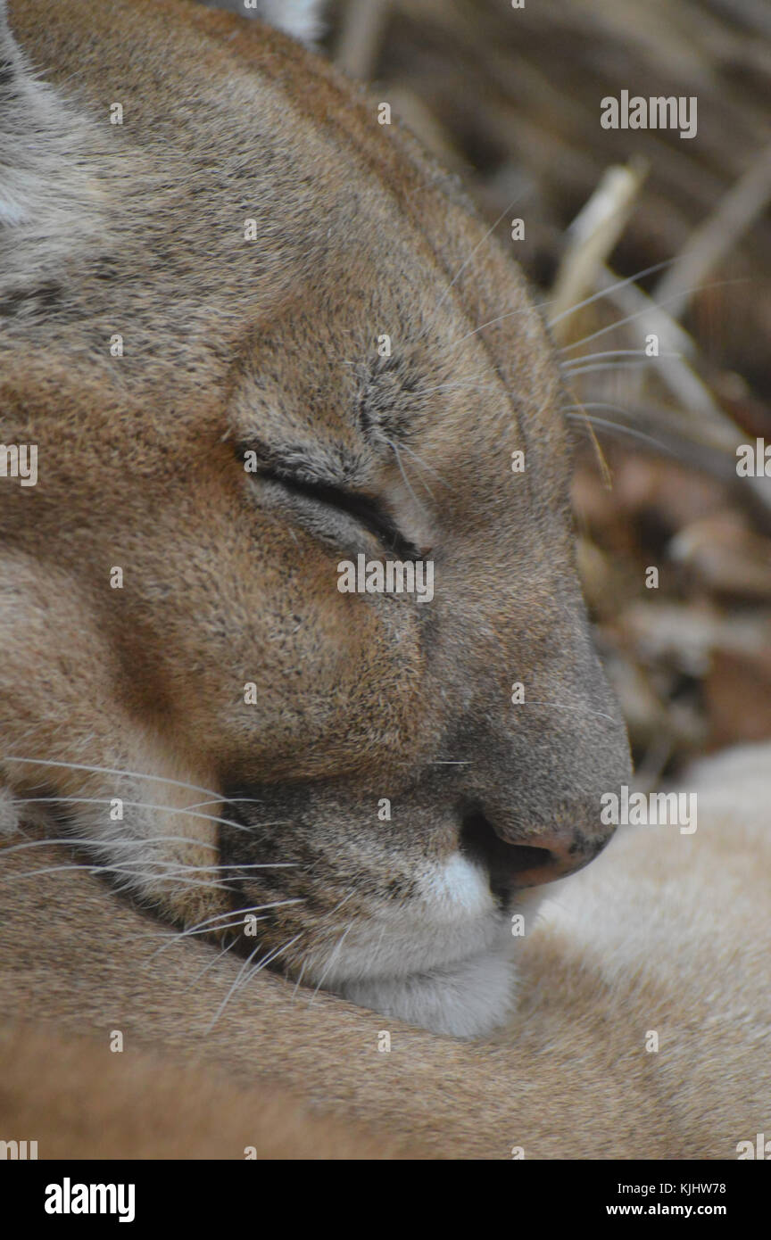 Puma sleeping hi-res stock photography and images - Alamy