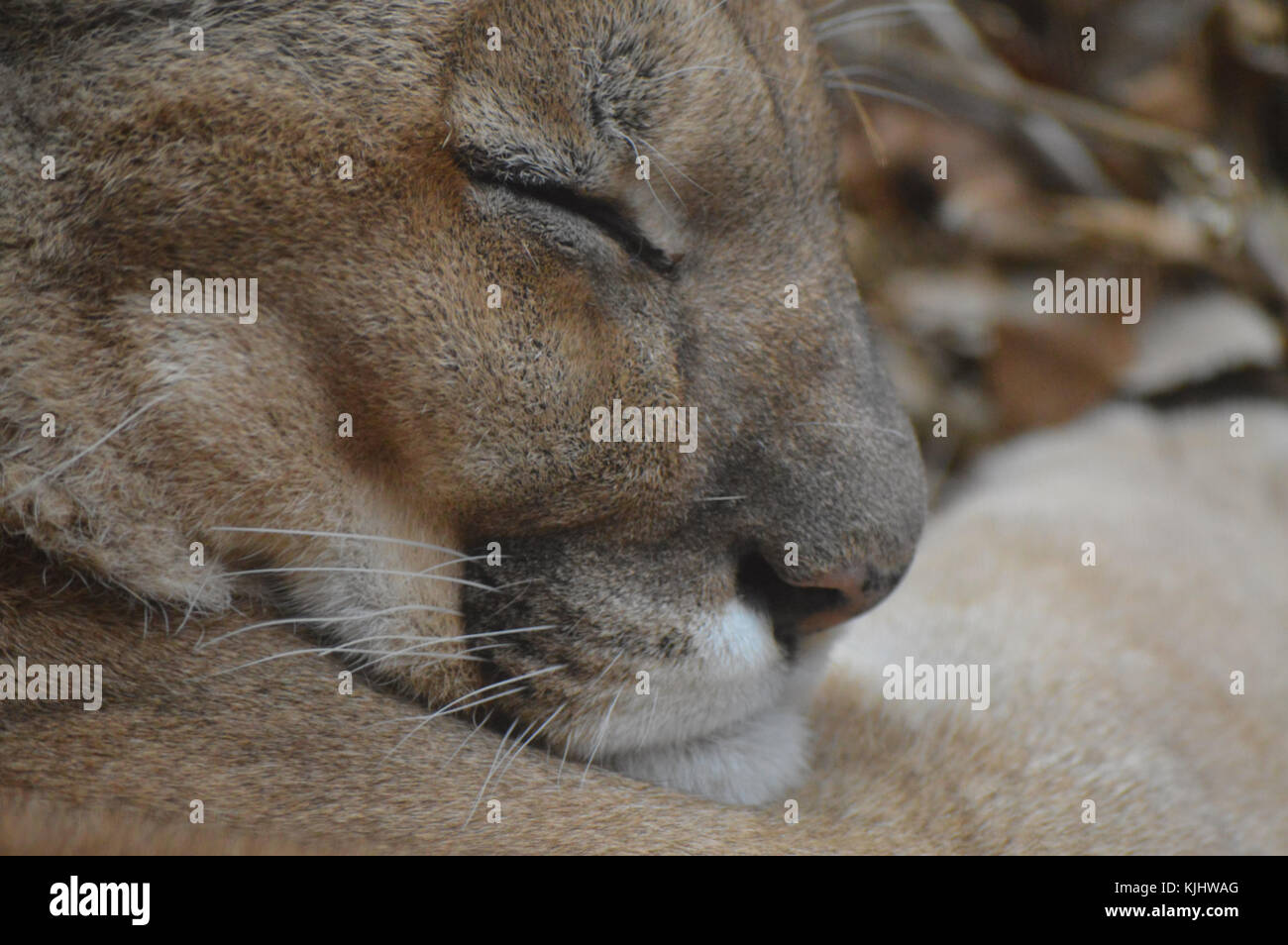 Sleeping Cougar Stock Photos & Sleeping Cougar Stock Images - Alamy