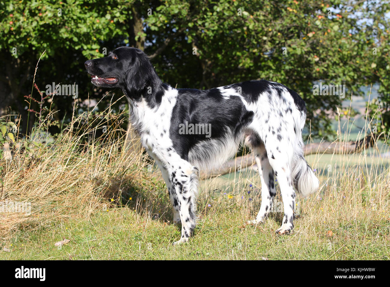 Grosser Munsterlander High Resolution Stock Photography and Images - Alamy