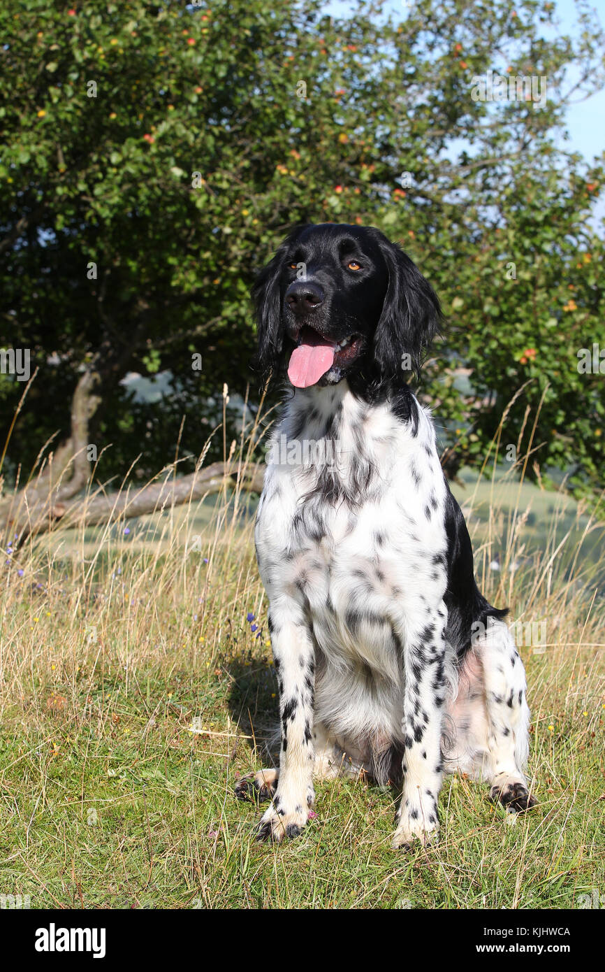 Portrait spaniel hi-res stock photography and images - Alamy