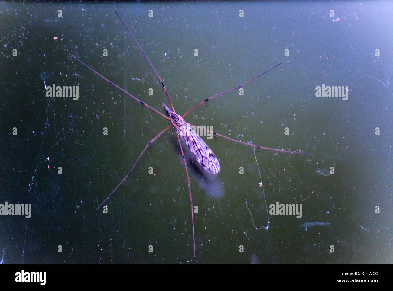 Long legged fly on a window Stock Photo - Alamy