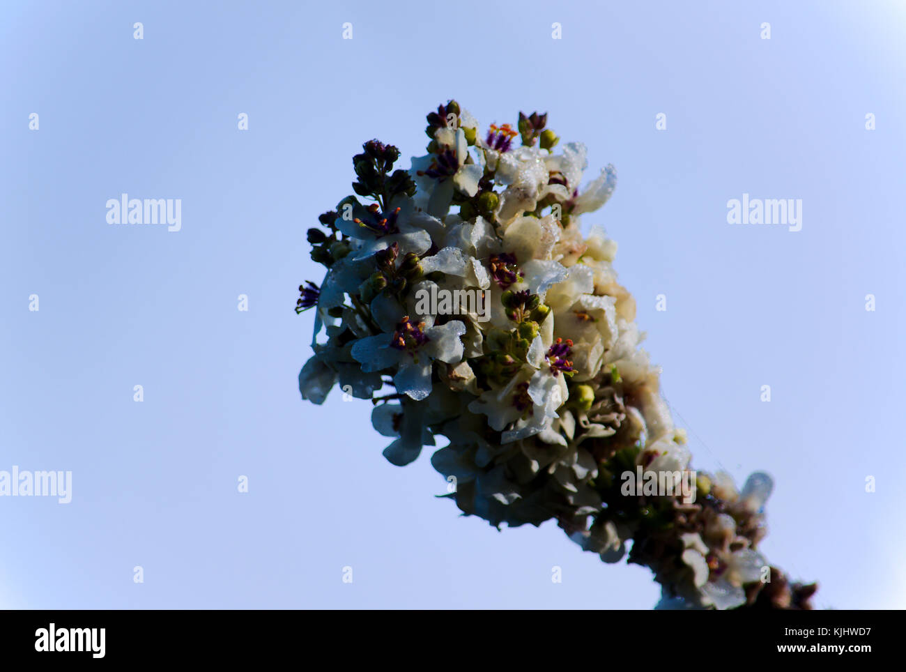 Verbascum or giant mullein flowers Stock Photo - Alamy